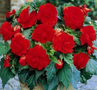 Giant Double Begonias
