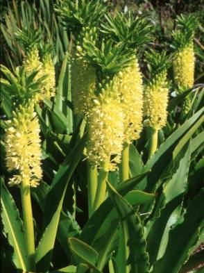 Eucomis