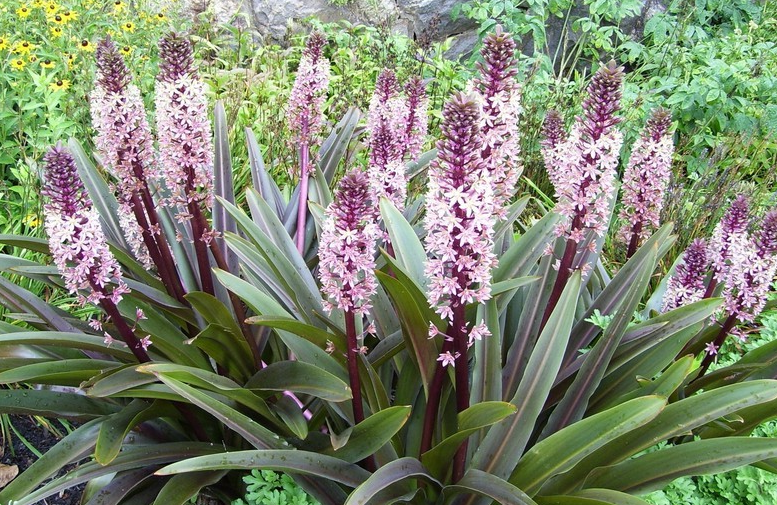 Eucomis